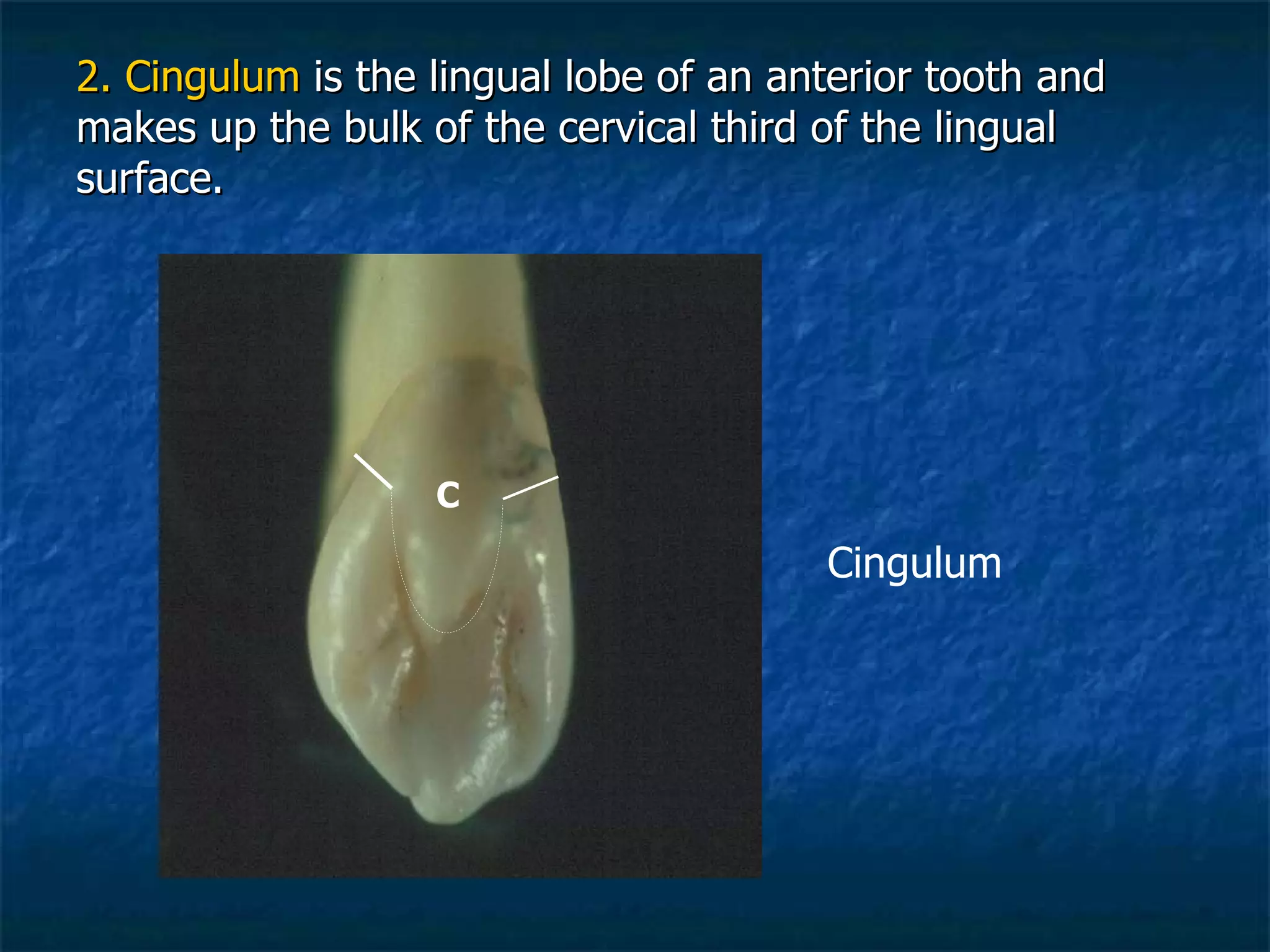 Dental Terminology | PPT
