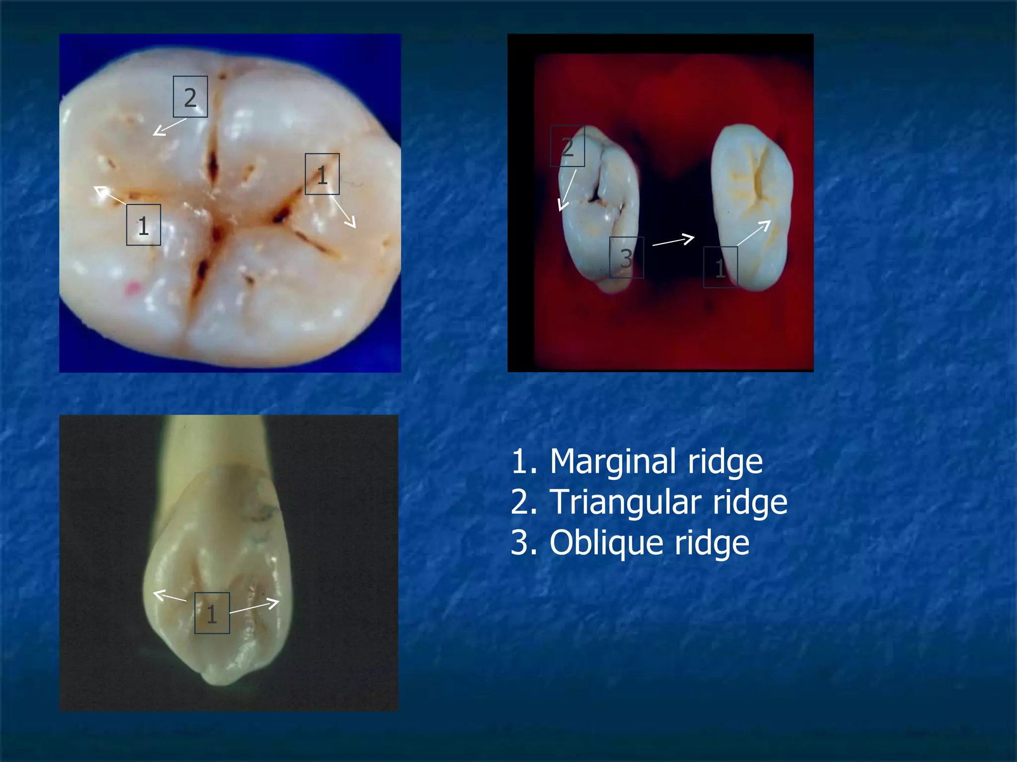 Dental Terminology | PPT