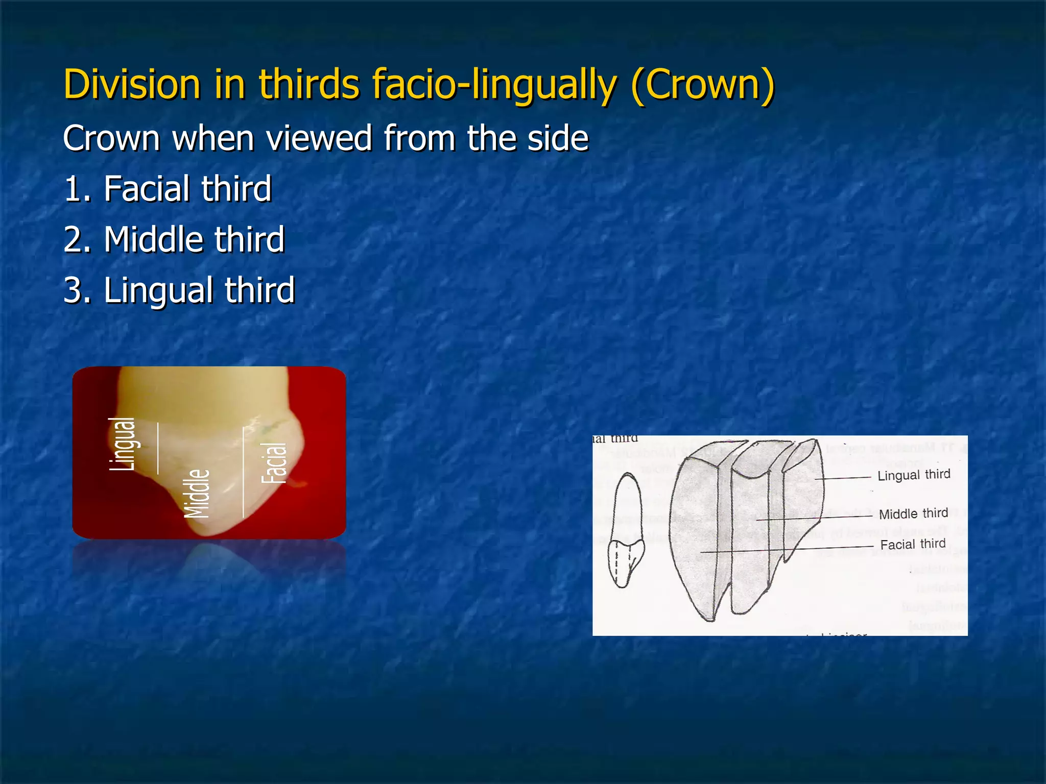 Dental Terminology | PPT