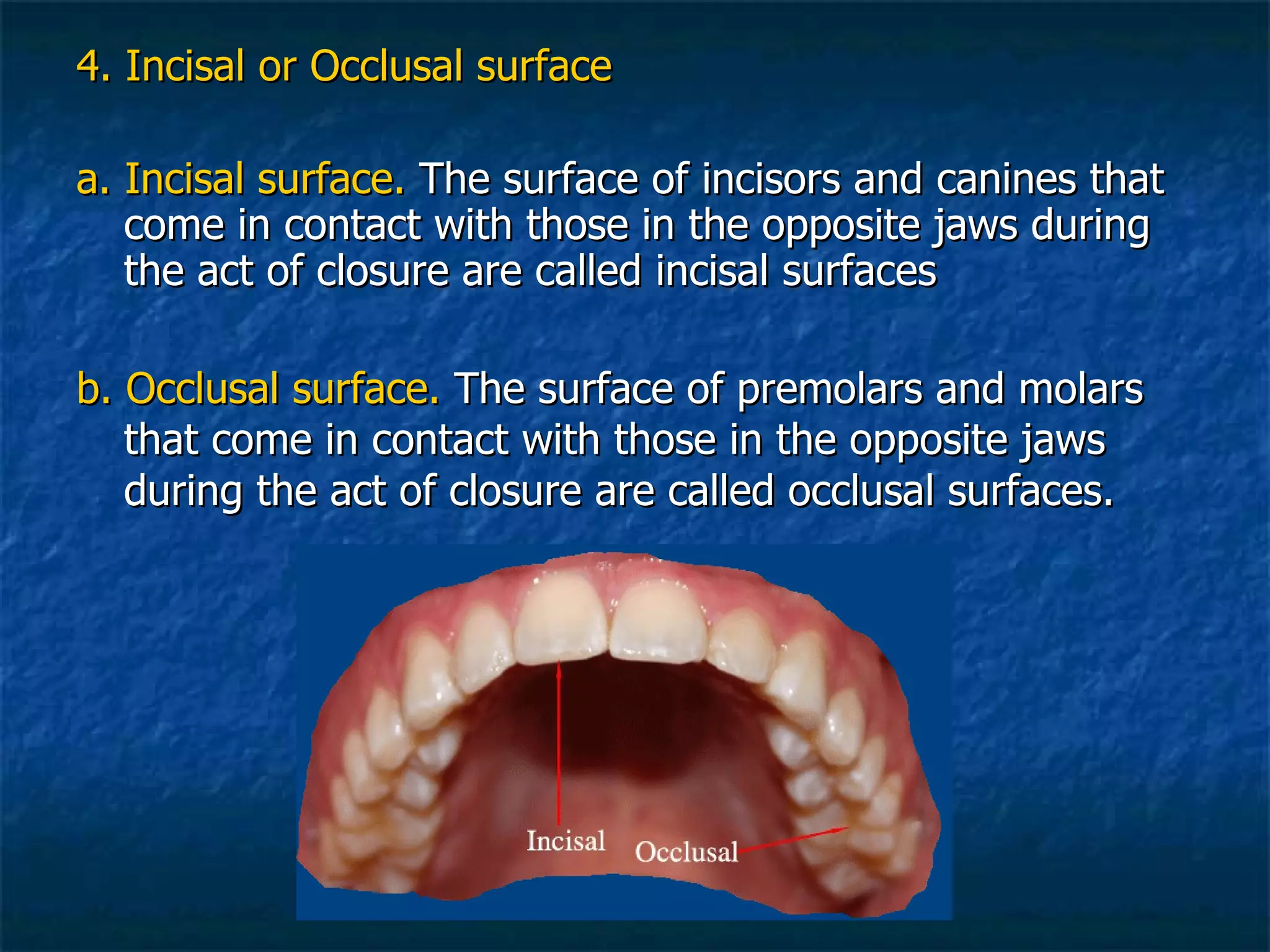 Dental Terminology | PPT