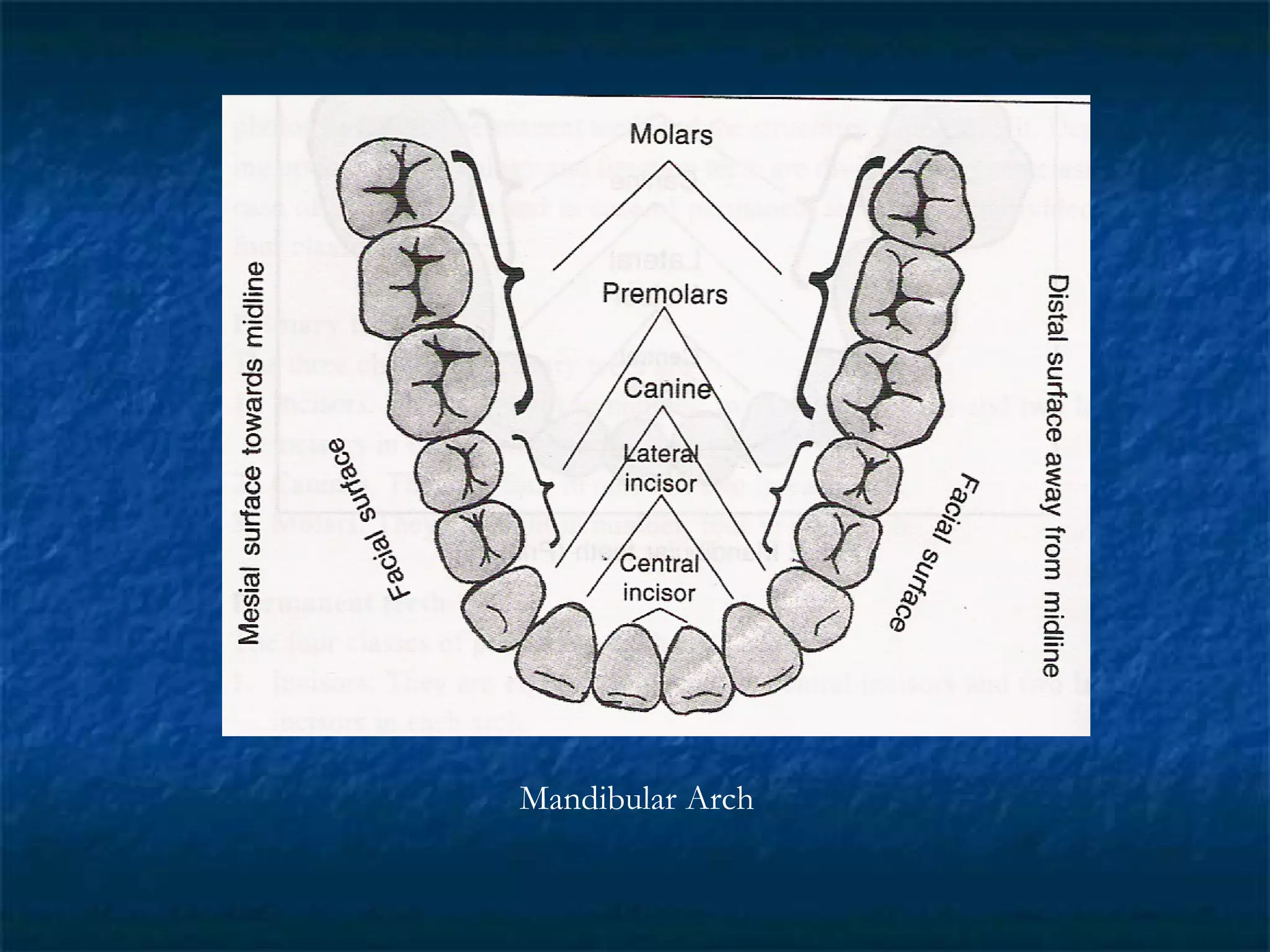 Dental Terminology | PPT