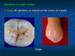 Dental Terminology | PPT