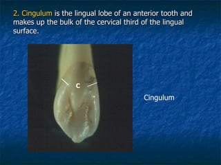 Dental Terminology | PPT
