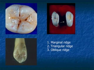 Dental Terminology | PPT