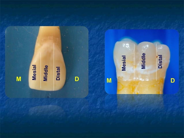 Dental Terminology | PPT