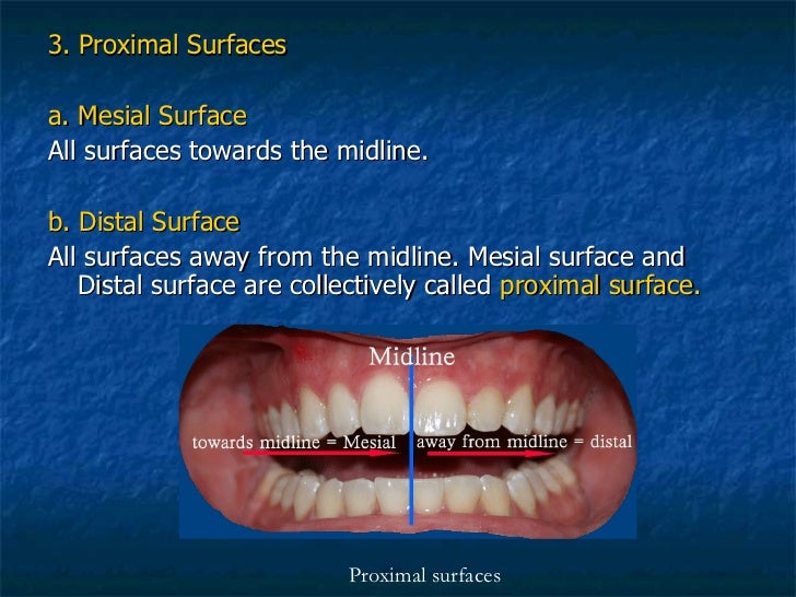 What Is Proximal Surface Of Tooth At Ella Dierking Blog What Is Proximal Surface Of Tooth At Ella Dierking Blog