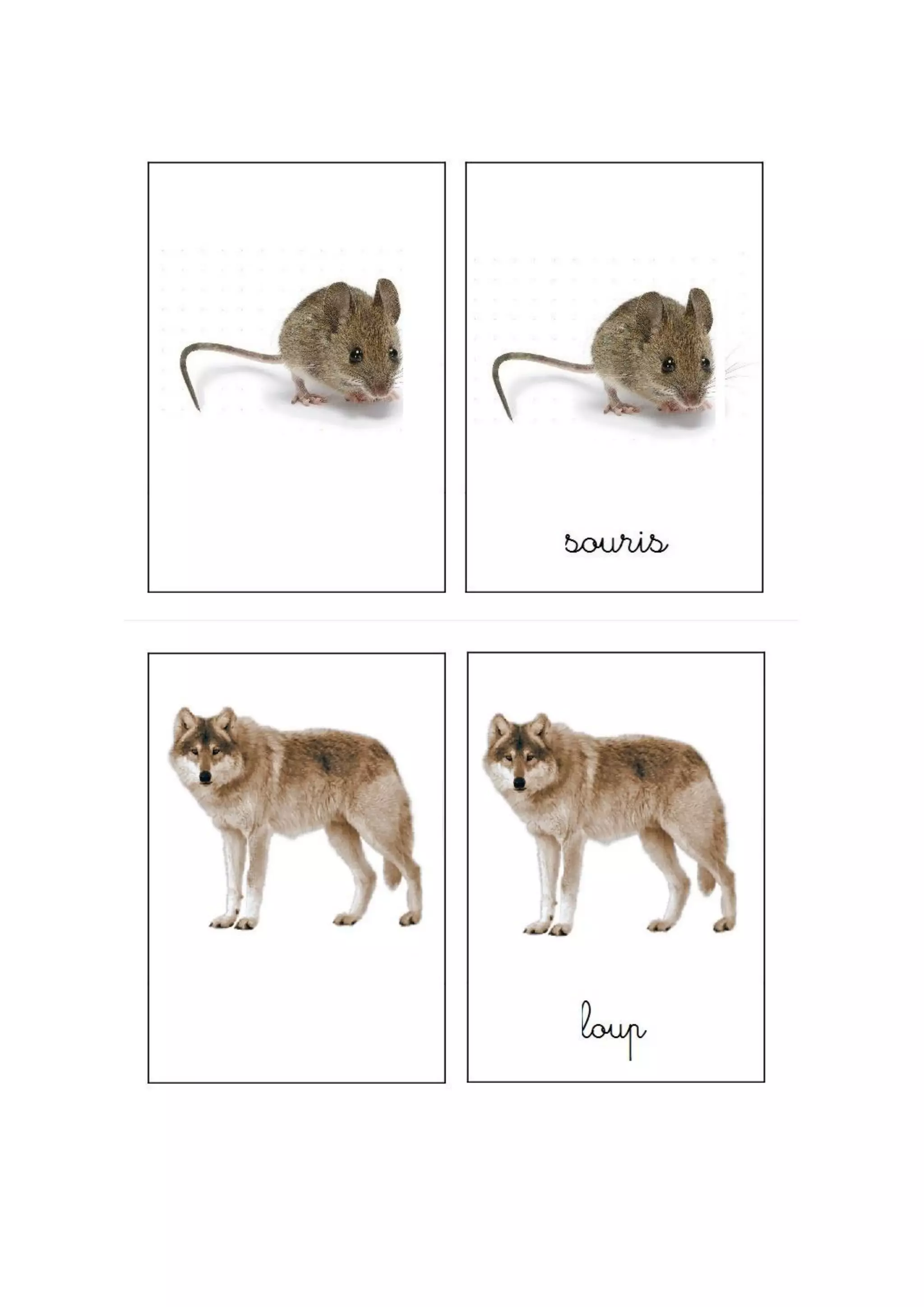 Nomenclature animaux forêt | PDF