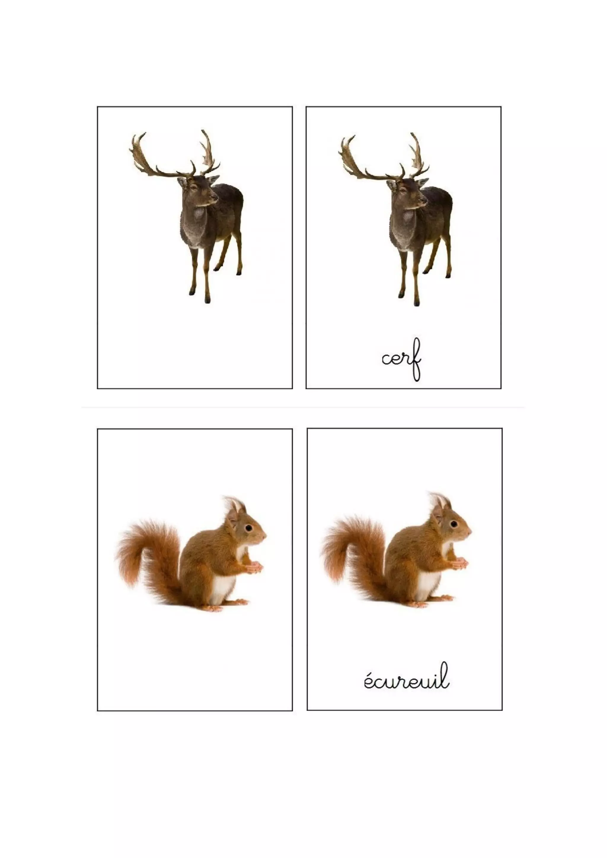 Nomenclature animaux forêt | PDF