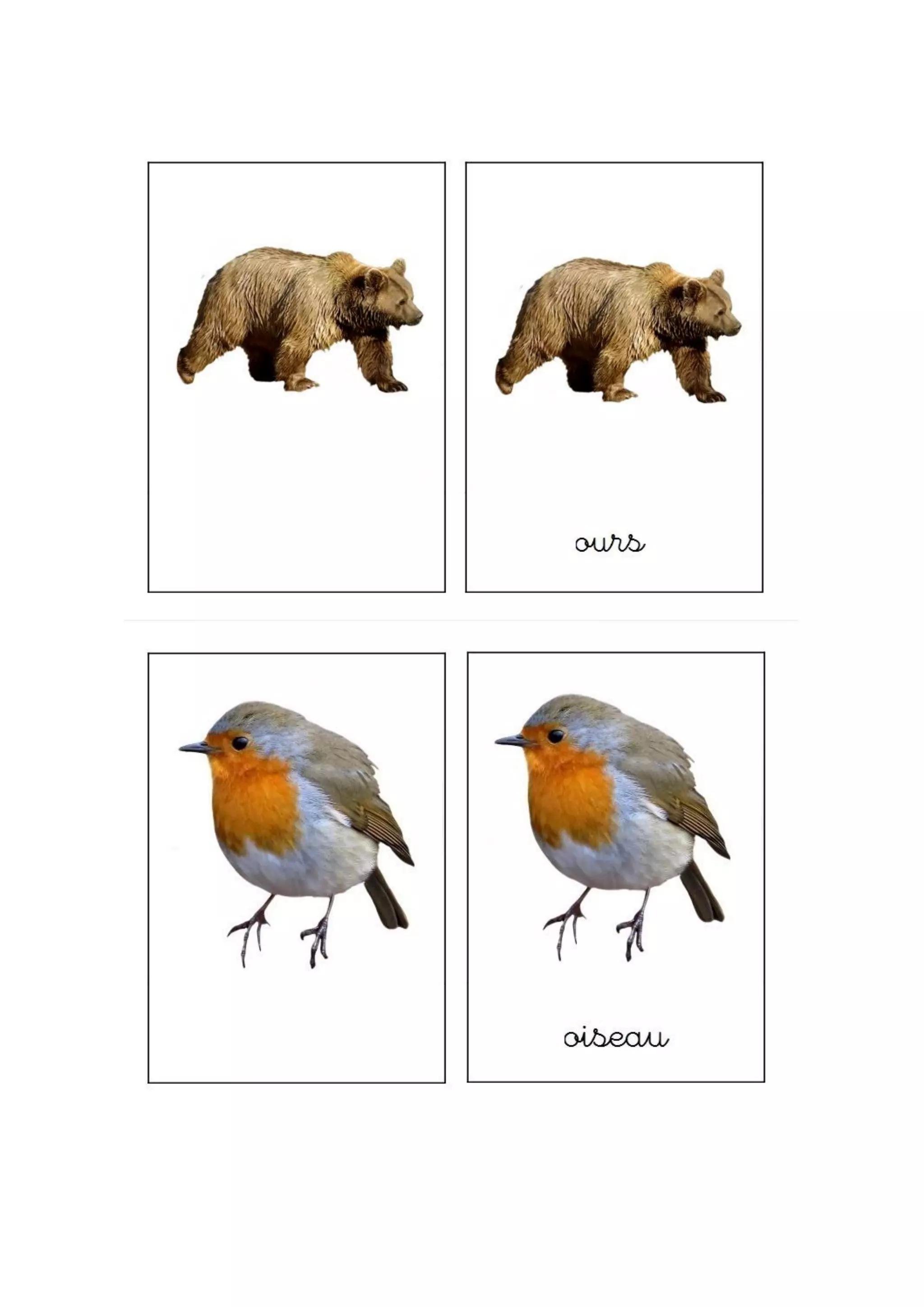 Nomenclature animaux forêt | PDF