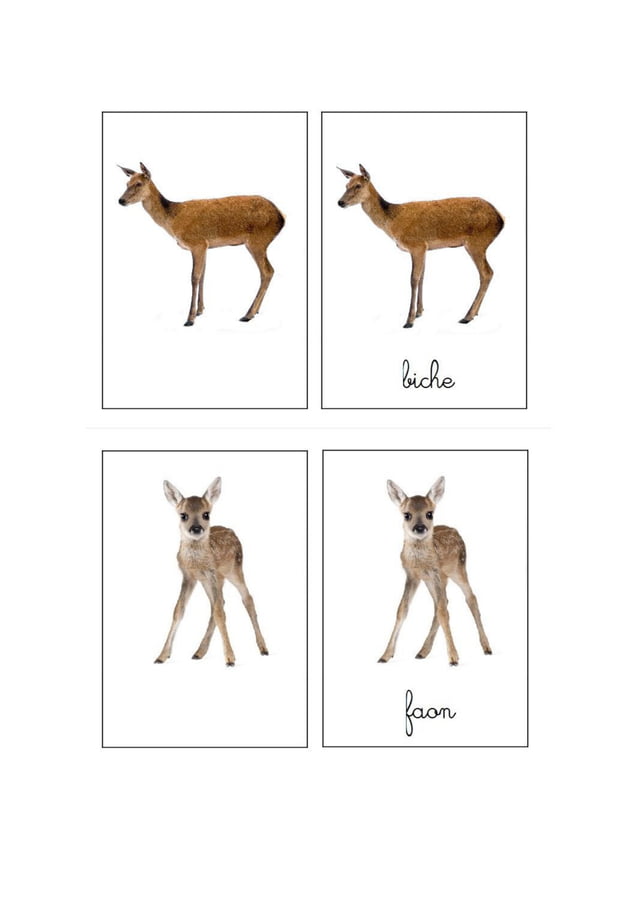 Nomenclature animaux forêt | PDF