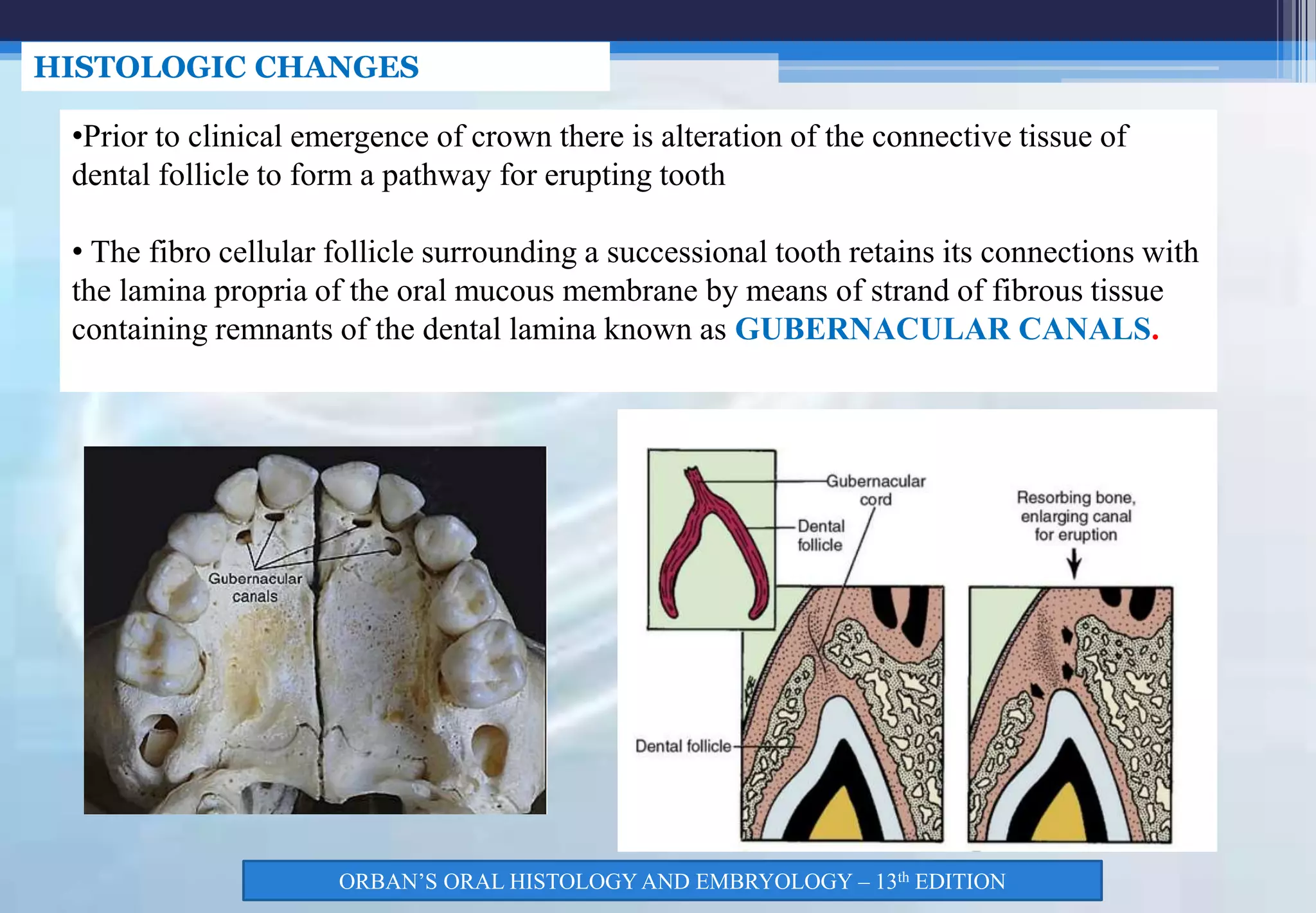 Nomenclature, eruption and shedding of teeth.pptx