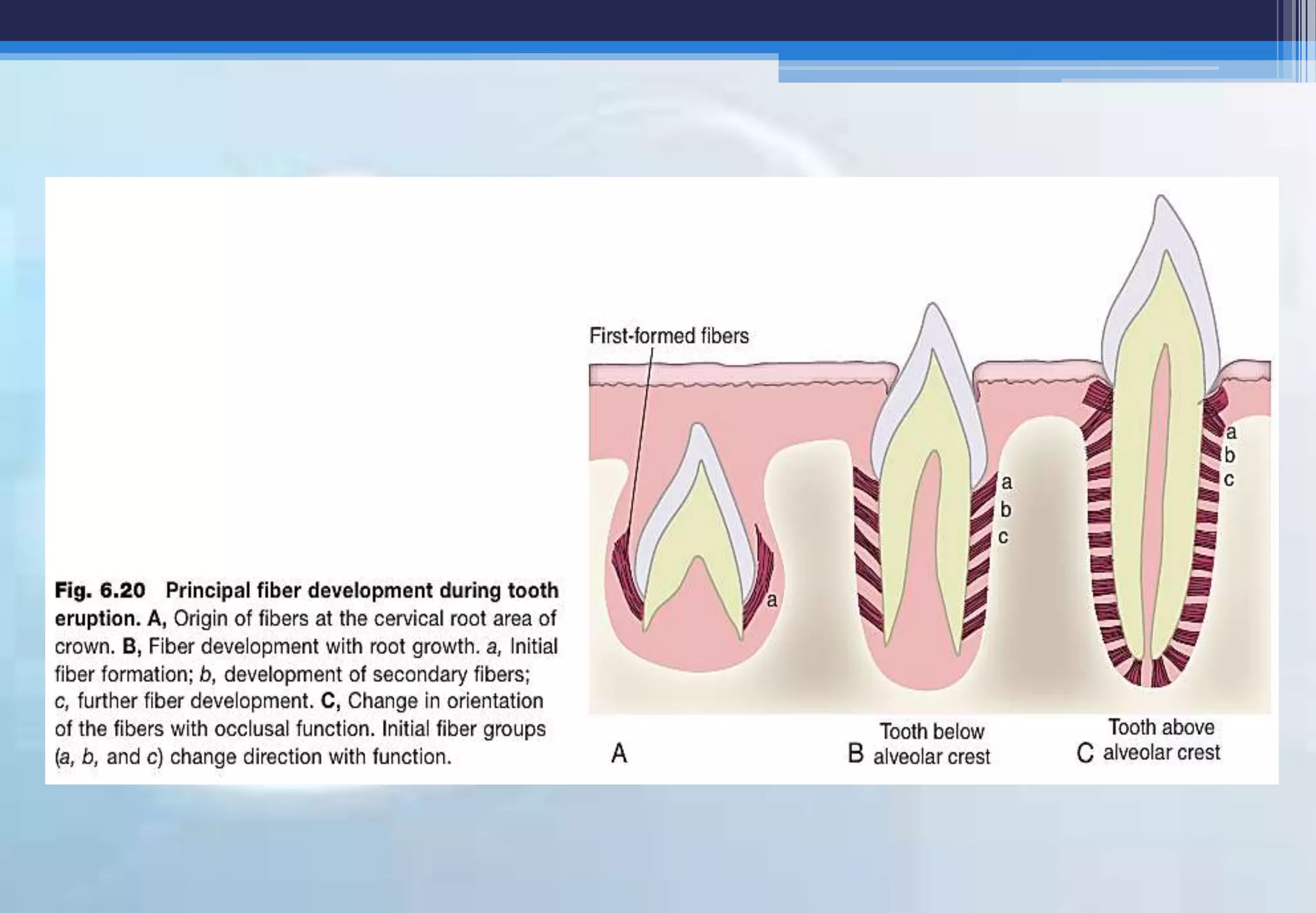 Nomenclature, eruption and shedding of teeth.pptx