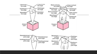 Nomenclature in operative dentistry | PPTX