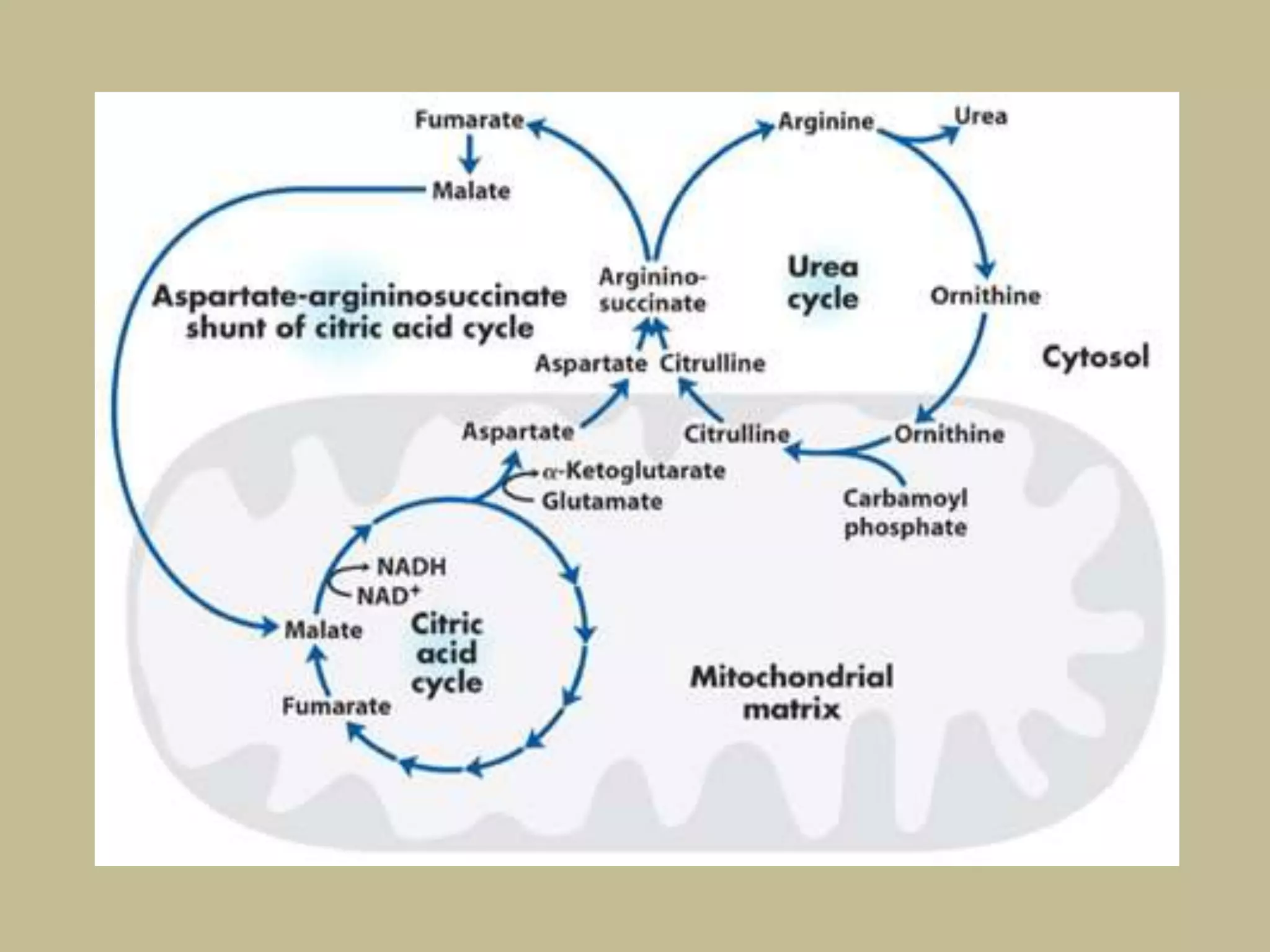 Enzymes involved in UREA CYCLE | PPTX | Chemistry | Science