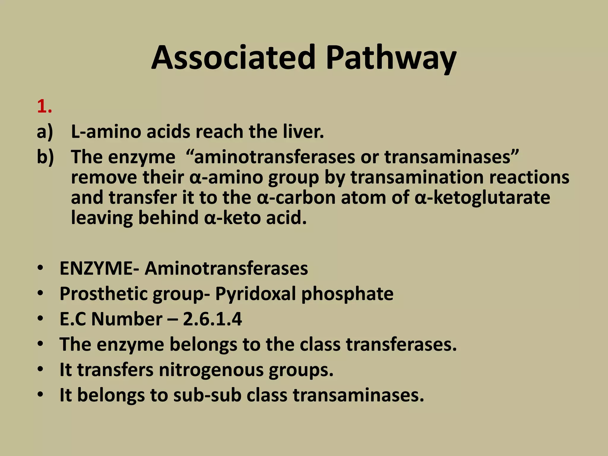 Enzymes involved in UREA CYCLE | PPTX | Chemistry | Science