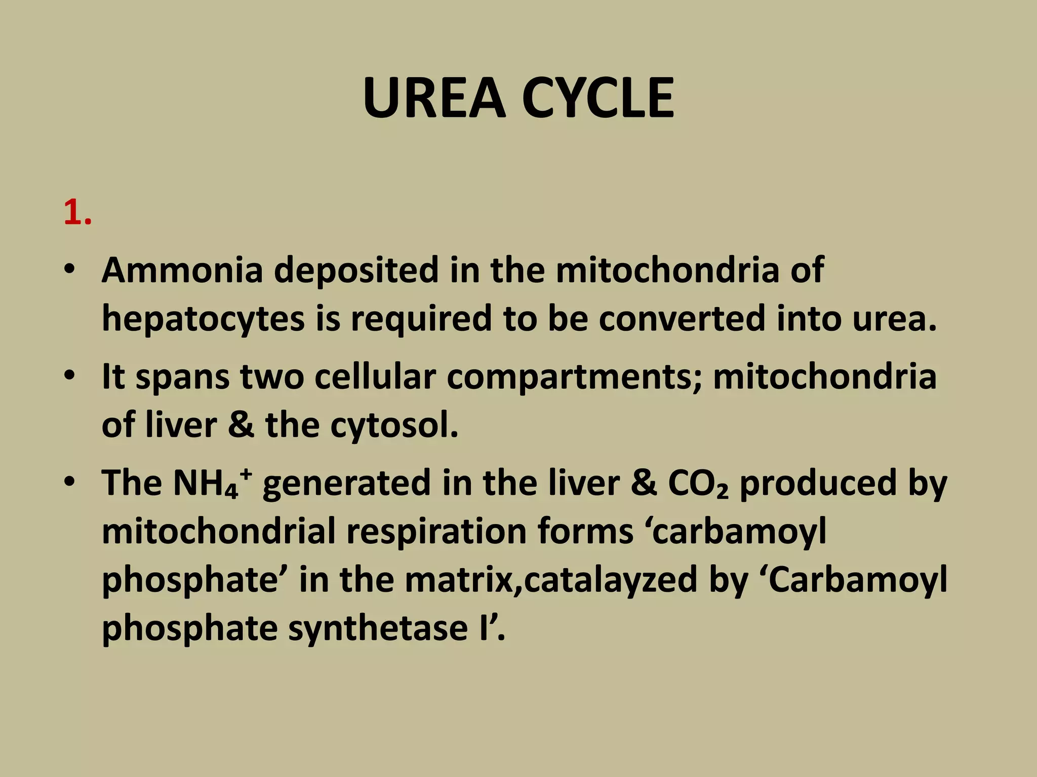 Enzymes involved in UREA CYCLE | PPTX | Chemistry | Science
