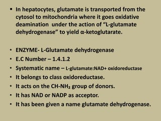 Enzymes involved in UREA CYCLE | PPTX