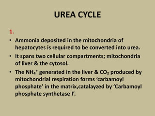Enzymes involved in UREA CYCLE | PPTX | Chemistry | Science
