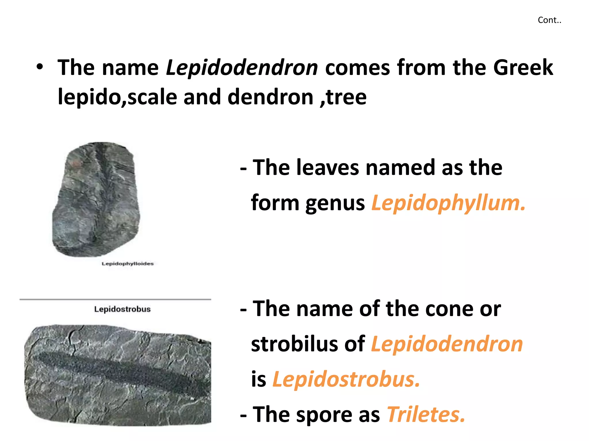 Nomenclature of fossils | PPTX