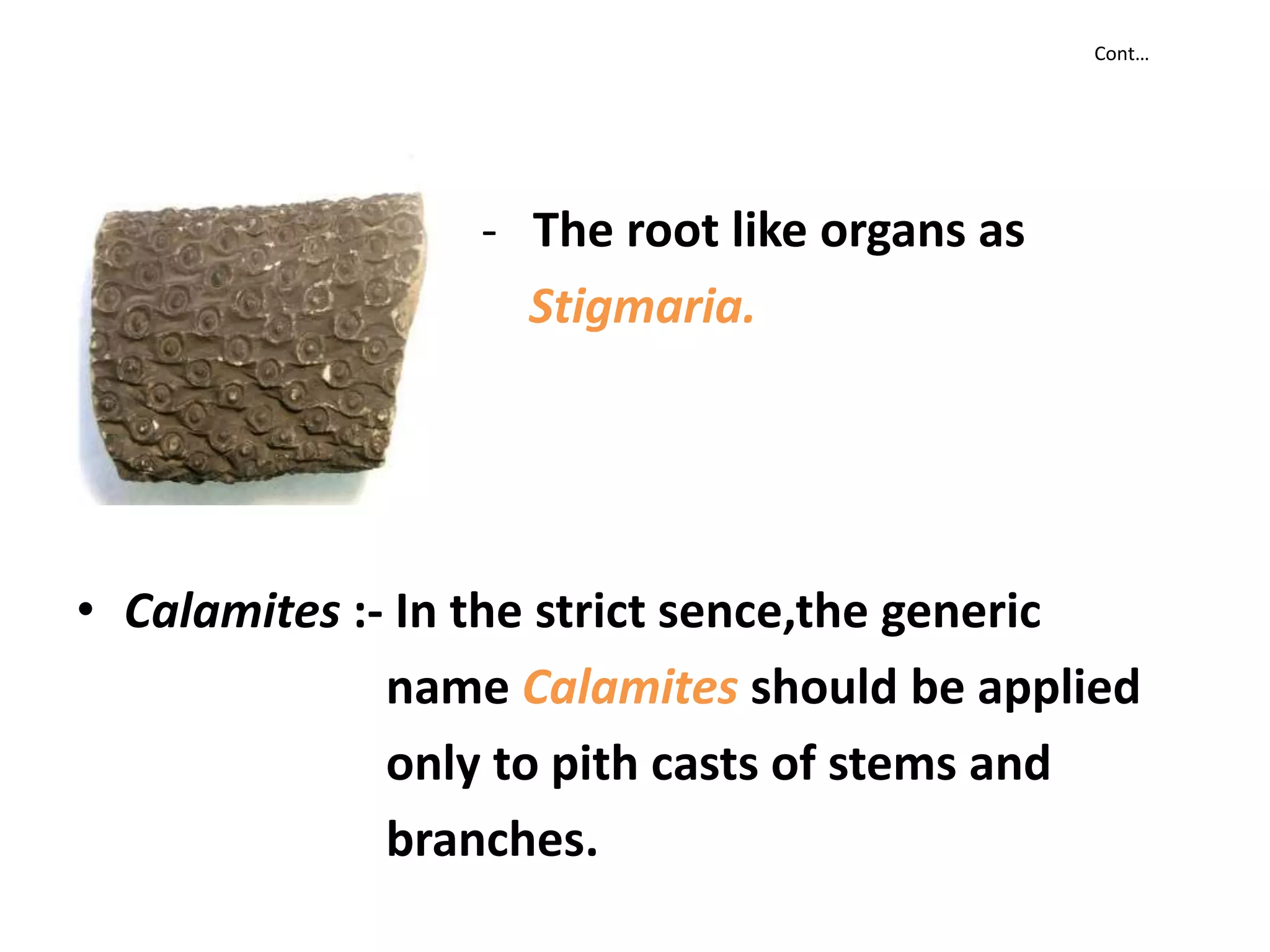 Nomenclature of fossils | PPTX