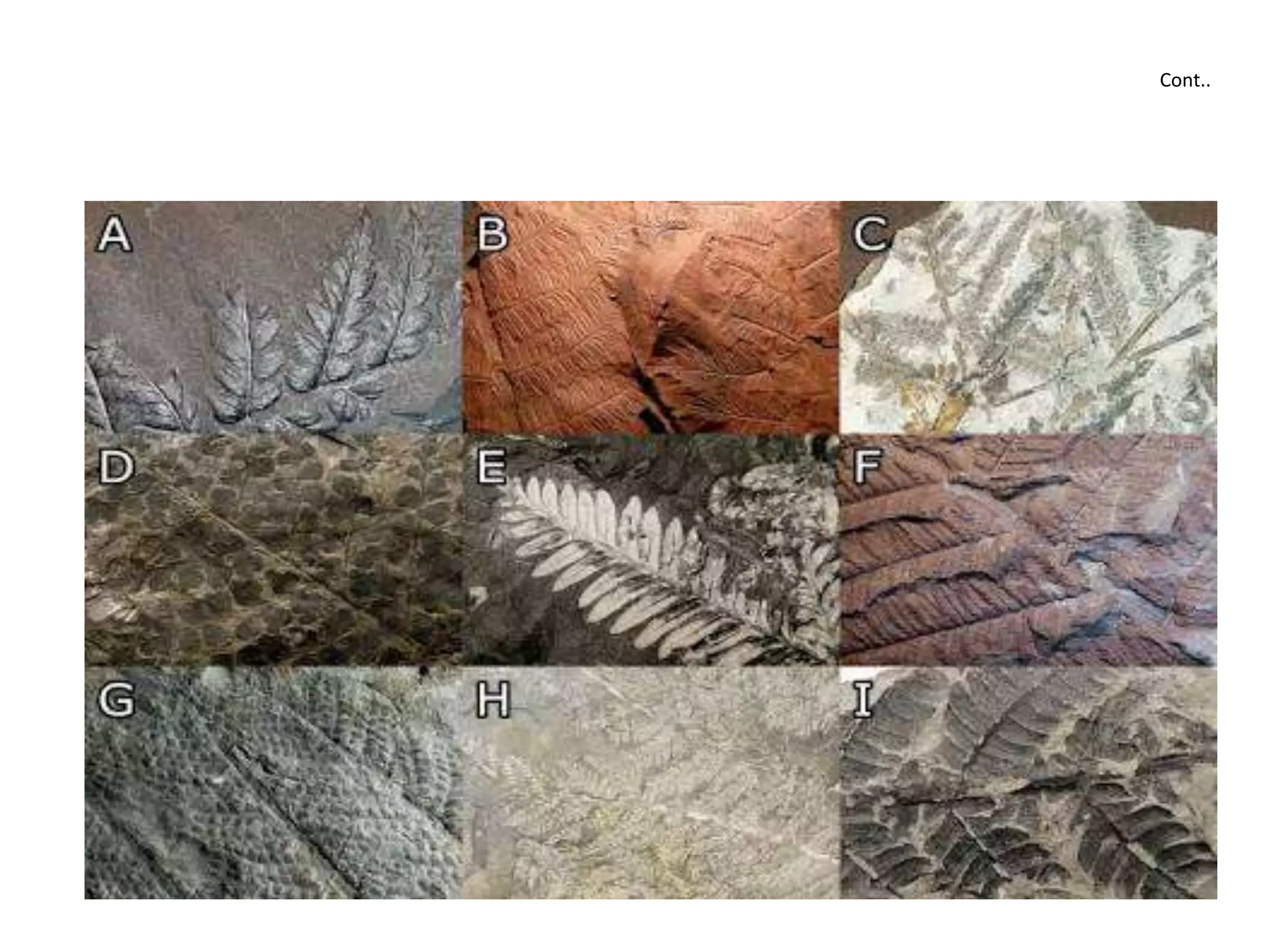 Nomenclature of fossils | PPTX