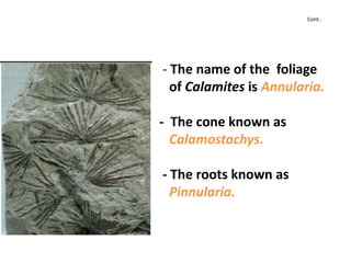 Nomenclature of fossils | PPTX