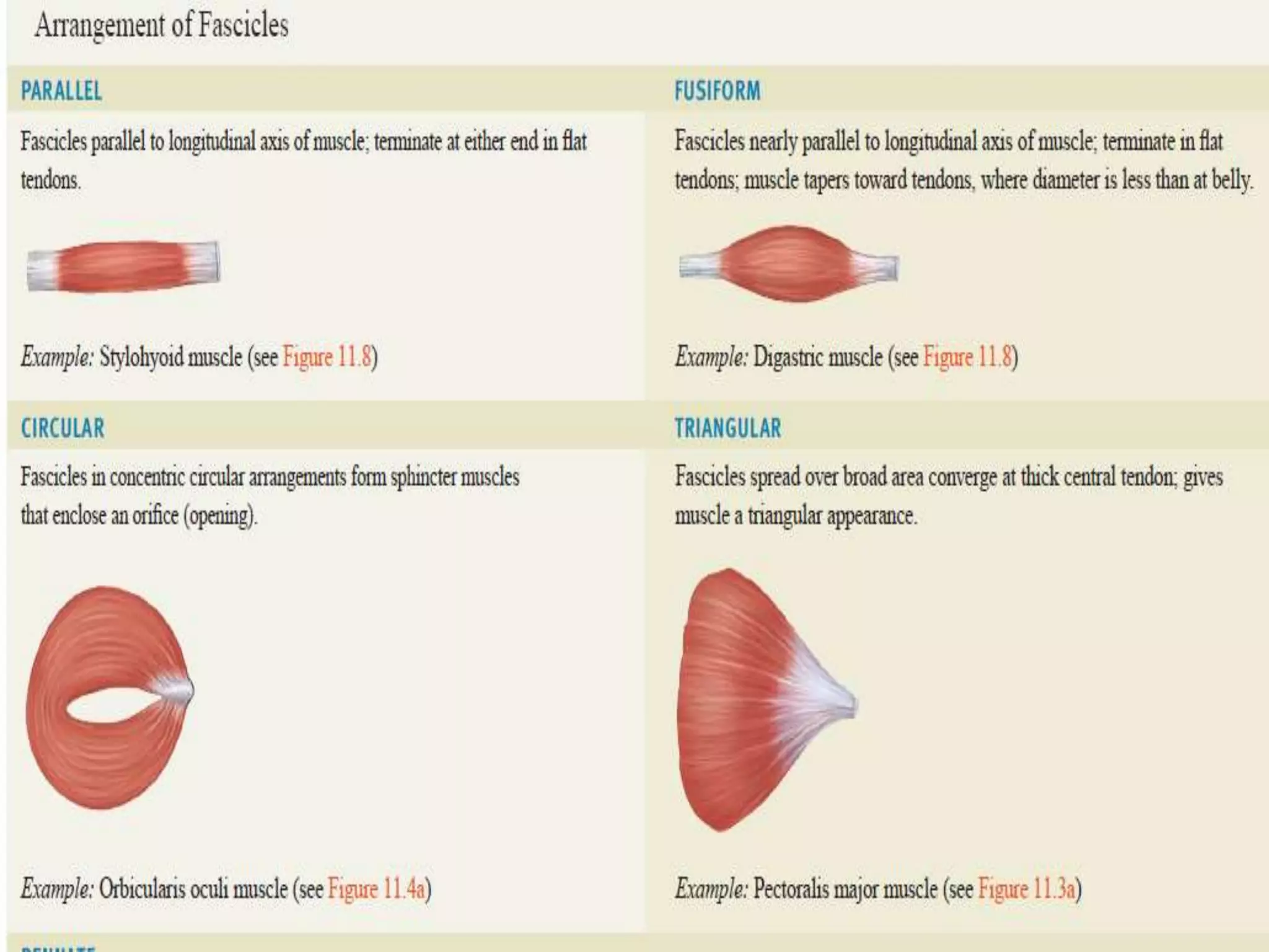 Nomenclature of muscles | PPTX