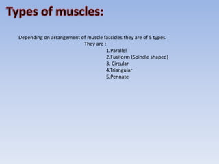 Nomenclature of muscles | PPTX