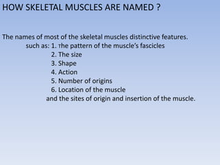 Nomenclature of muscles | PPTX