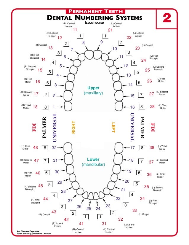 Nomenclature_Permanent_Teeth.pdf