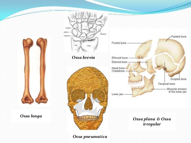 Nomenklatur dlm bidang anatomi part 1