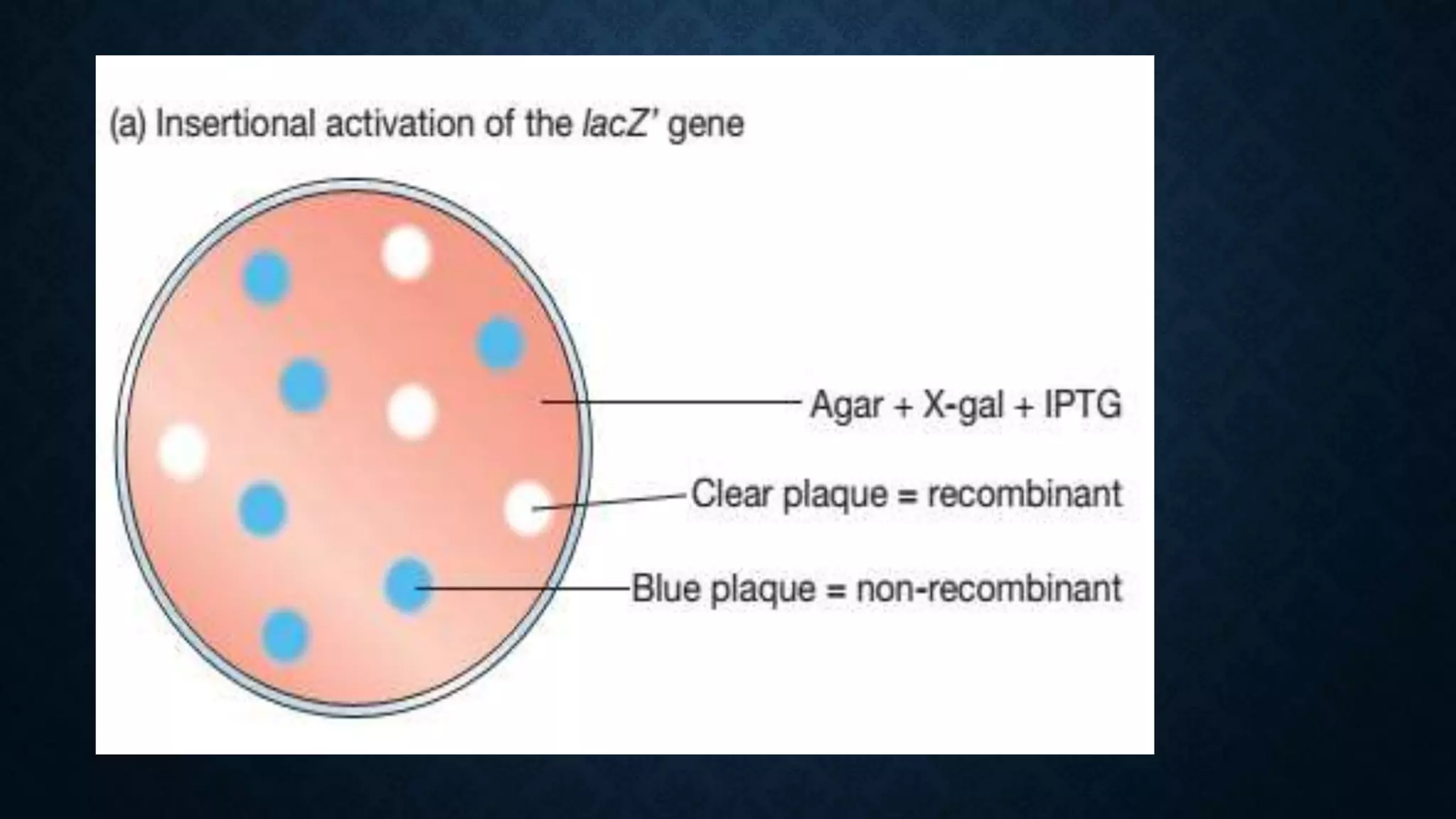 transfection and invitro packaging of phage genome | PPTX