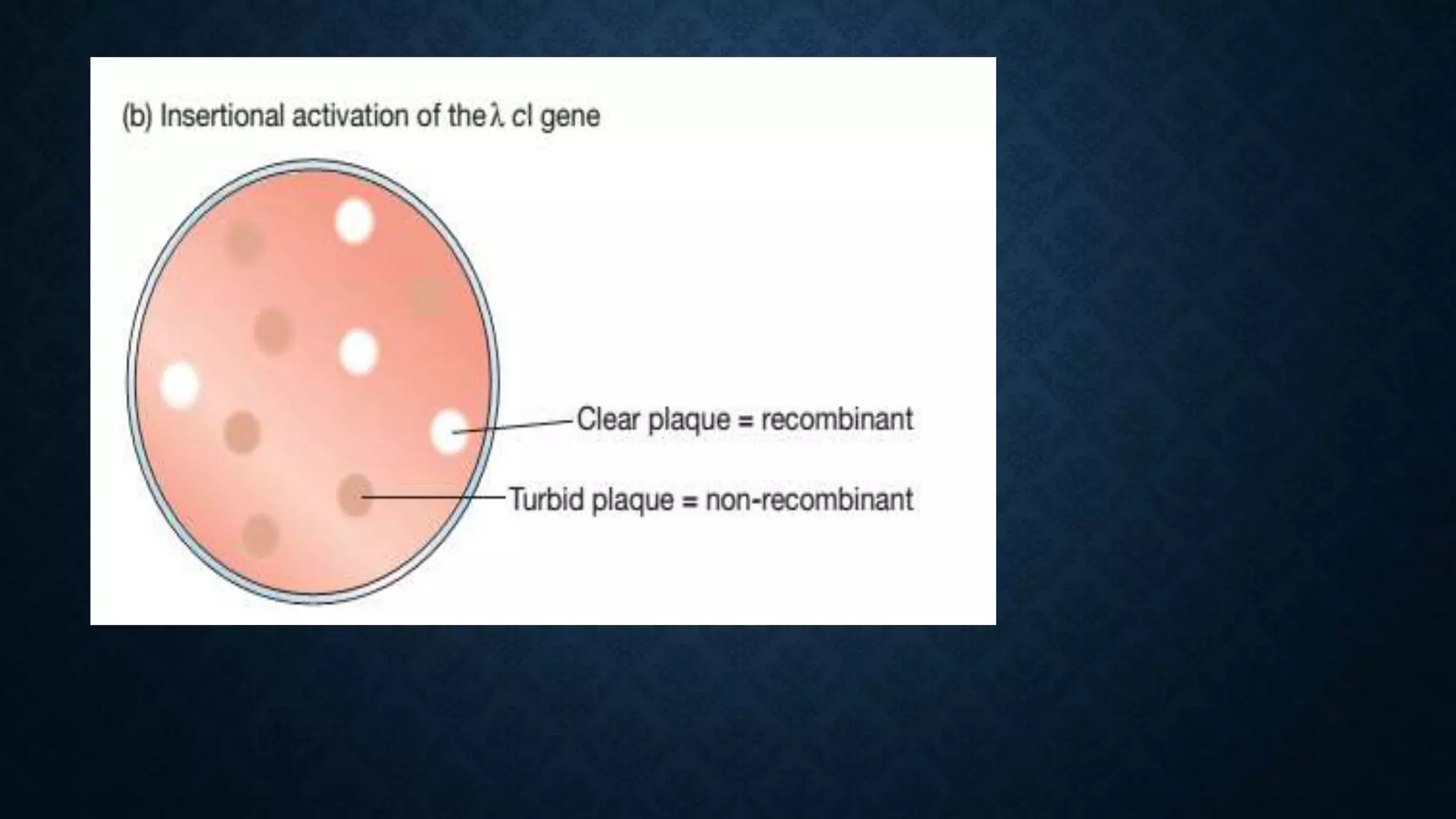 transfection and invitro packaging of phage genome | PPTX