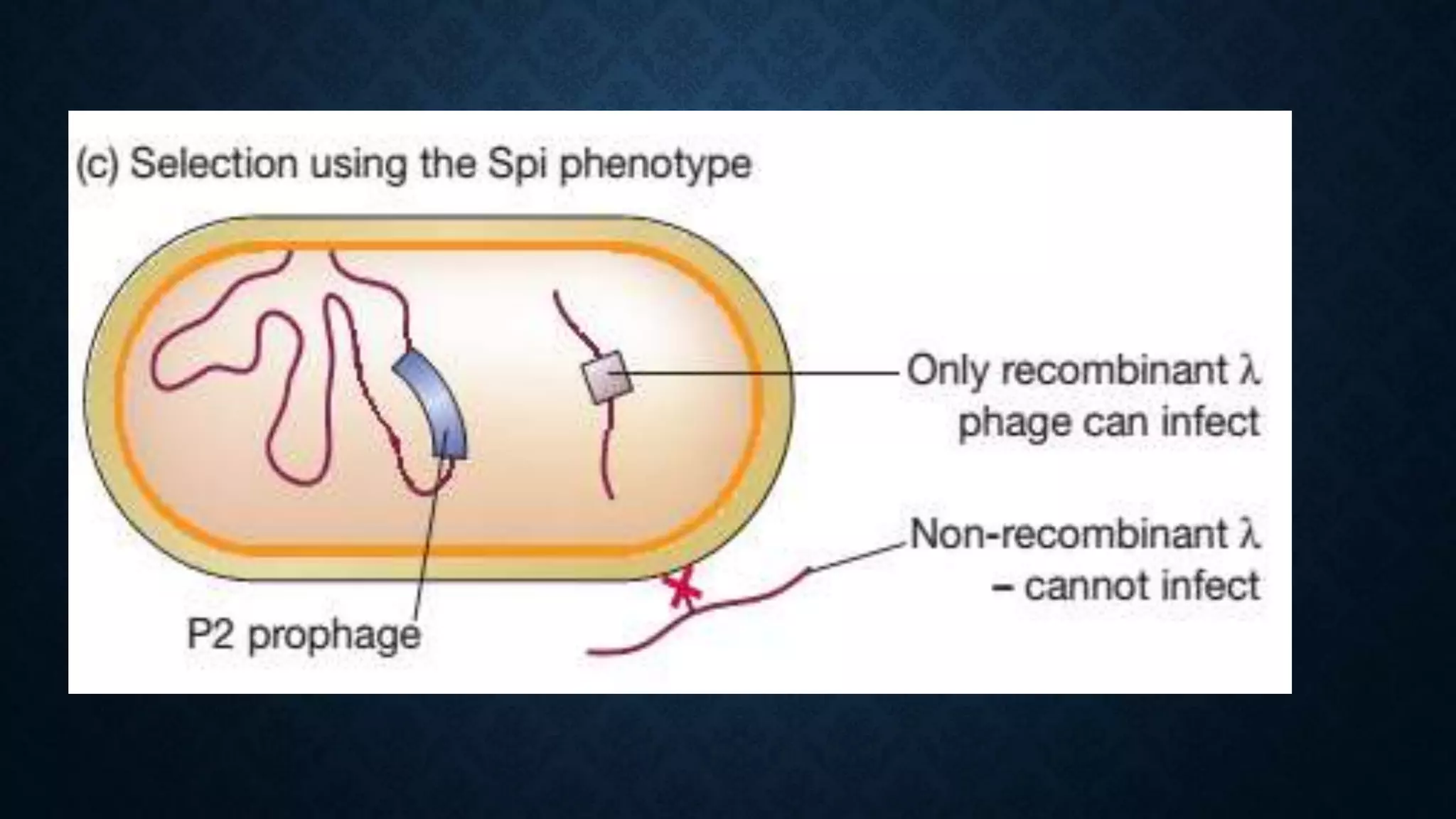 transfection and invitro packaging of phage genome | PPTX