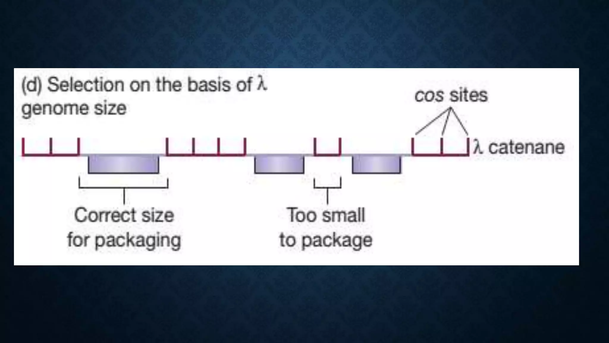 transfection and invitro packaging of phage genome | PPTX