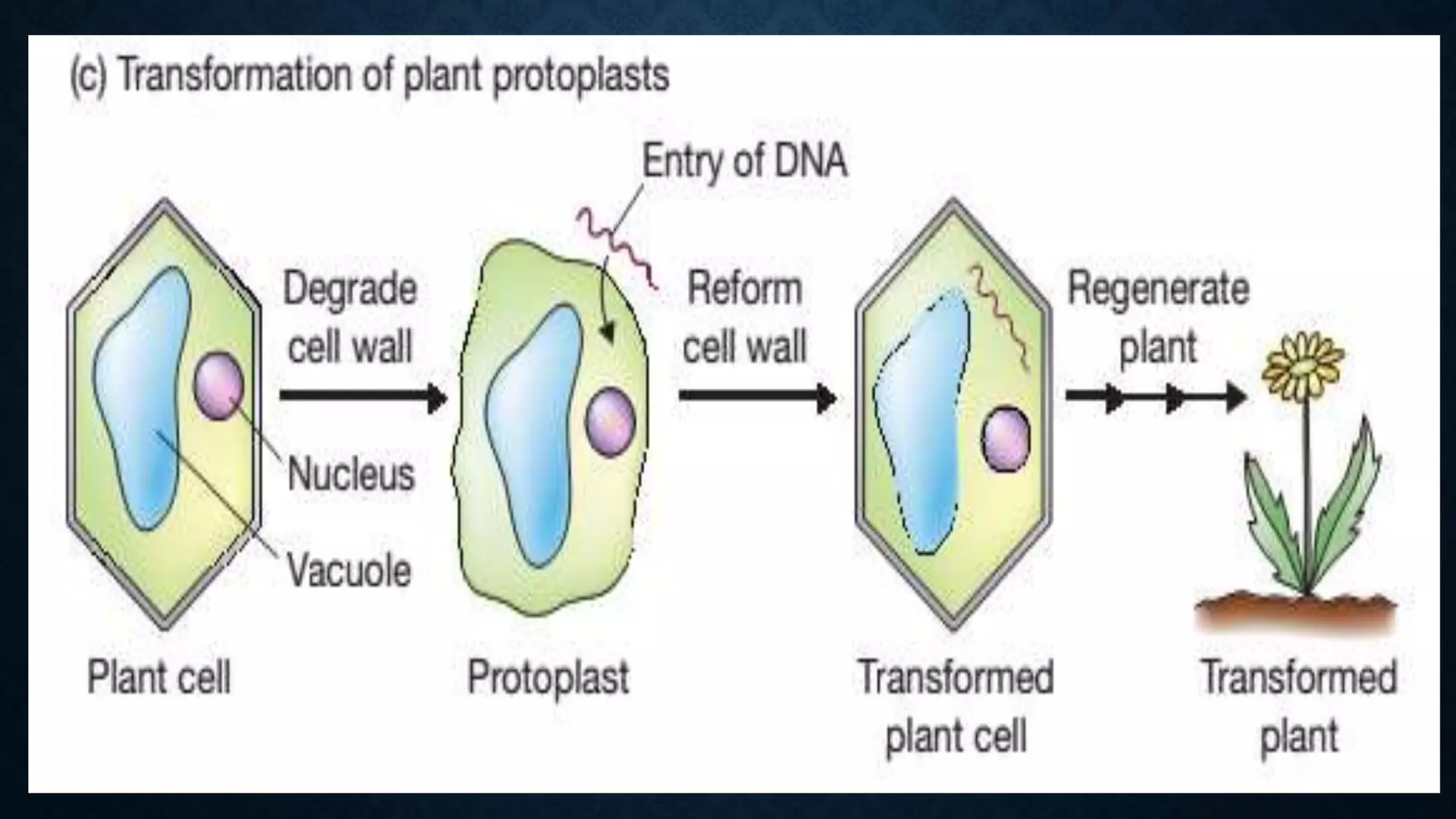 transfection and invitro packaging of phage genome | PPTX