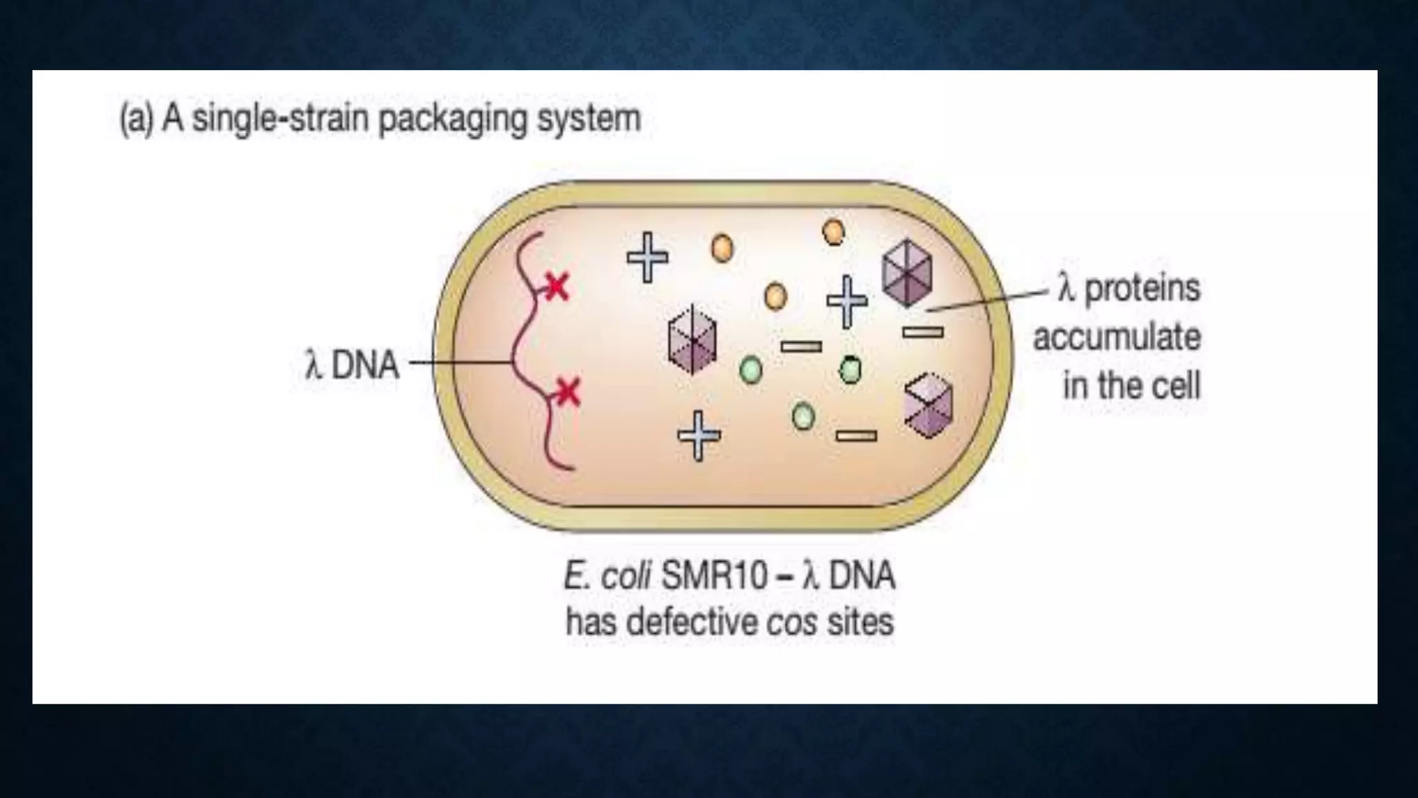 transfection and invitro packaging of phage genome | PPTX