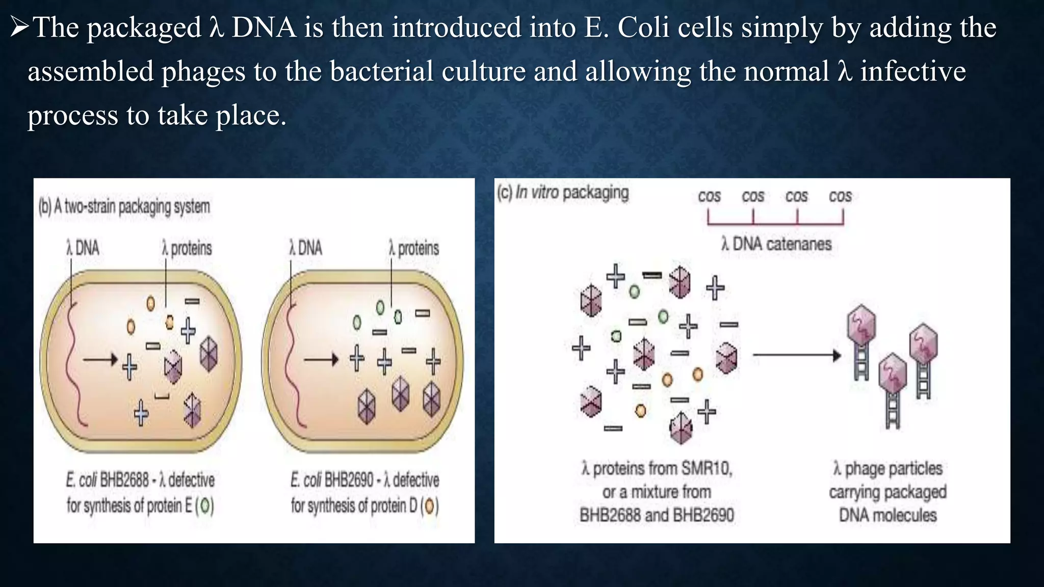transfection and invitro packaging of phage genome | PPTX