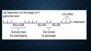 transfection and invitro packaging of phage genome | PPTX