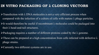 transfection and invitro packaging of phage genome | PPTX
