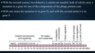 transfection and invitro packaging of phage genome | PPTX