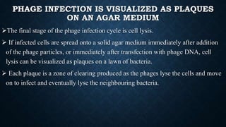 transfection and invitro packaging of phage genome | PPTX