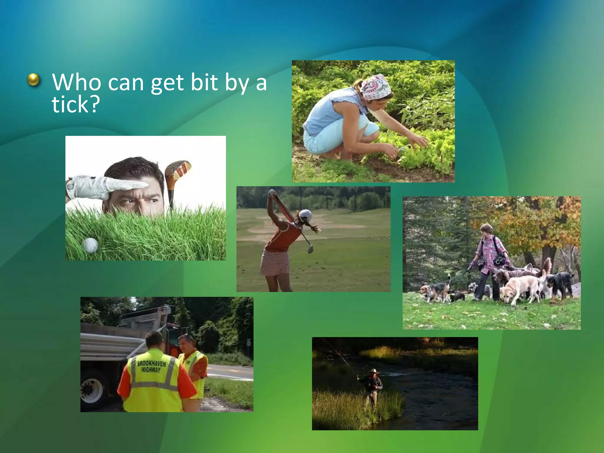 No more ticks | PPT