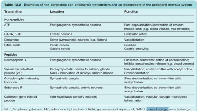 Non adrenergic, non-cholinergic (nanc) transmitters | PPTX | Brain and ...