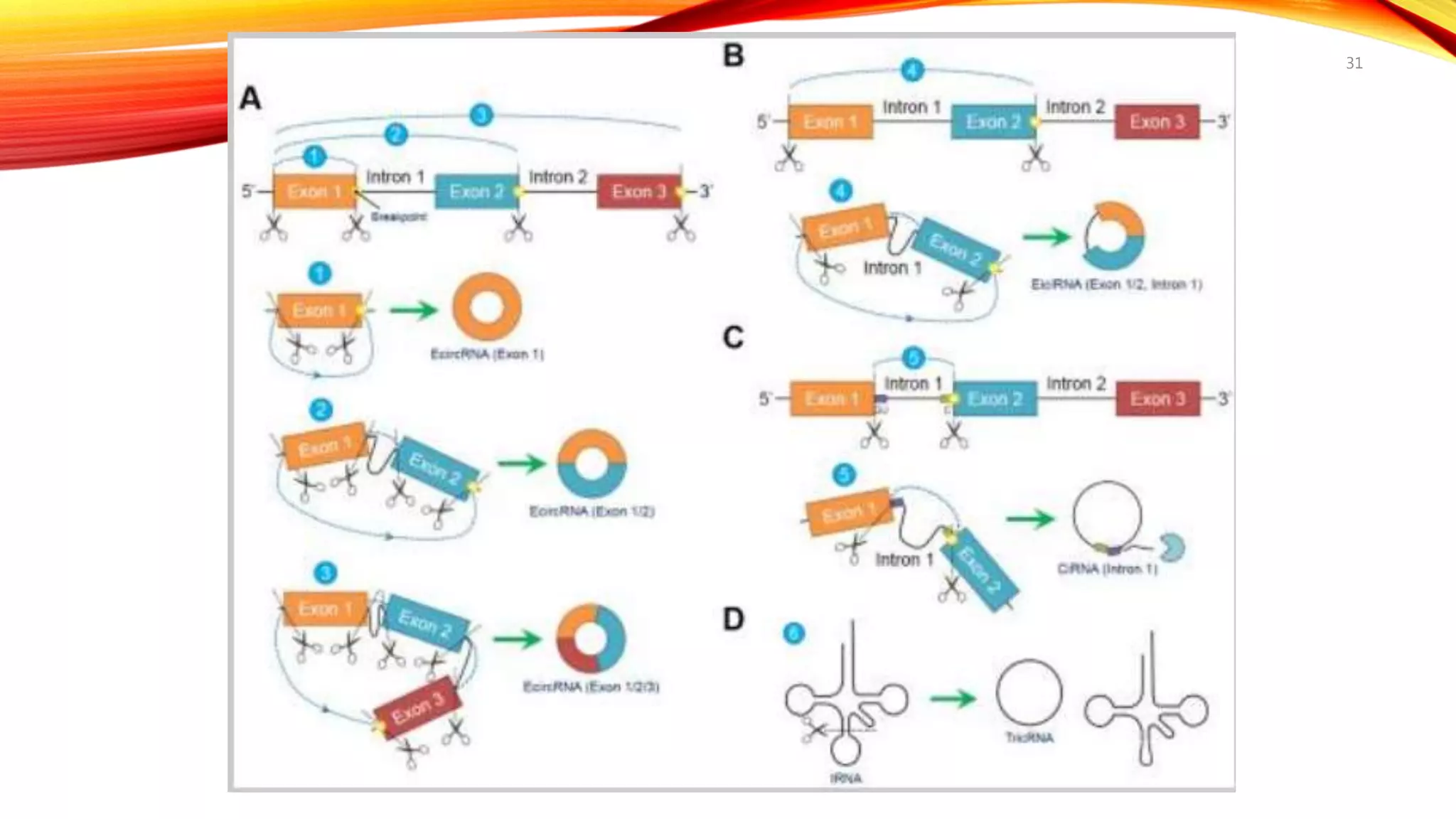 Non coding RNA & diseases | PPTX