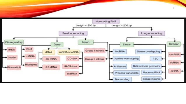 Non coding RNA & diseases | PPTX