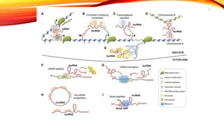 Non coding RNA & diseases | PPTX