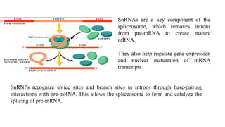 NON-CODING RNAs Pathways and their signals | PPTX