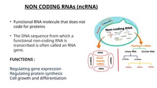 NON-CODING RNAs Pathways and their signals | PPTX