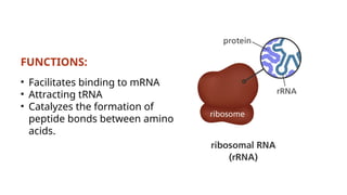 NON-CODING RNAs Pathways and their signals | PPTX